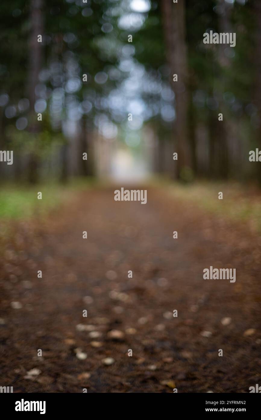 Blurred Forest Pathway. Autumn Leaves and Colors Stock Photo - Alamy