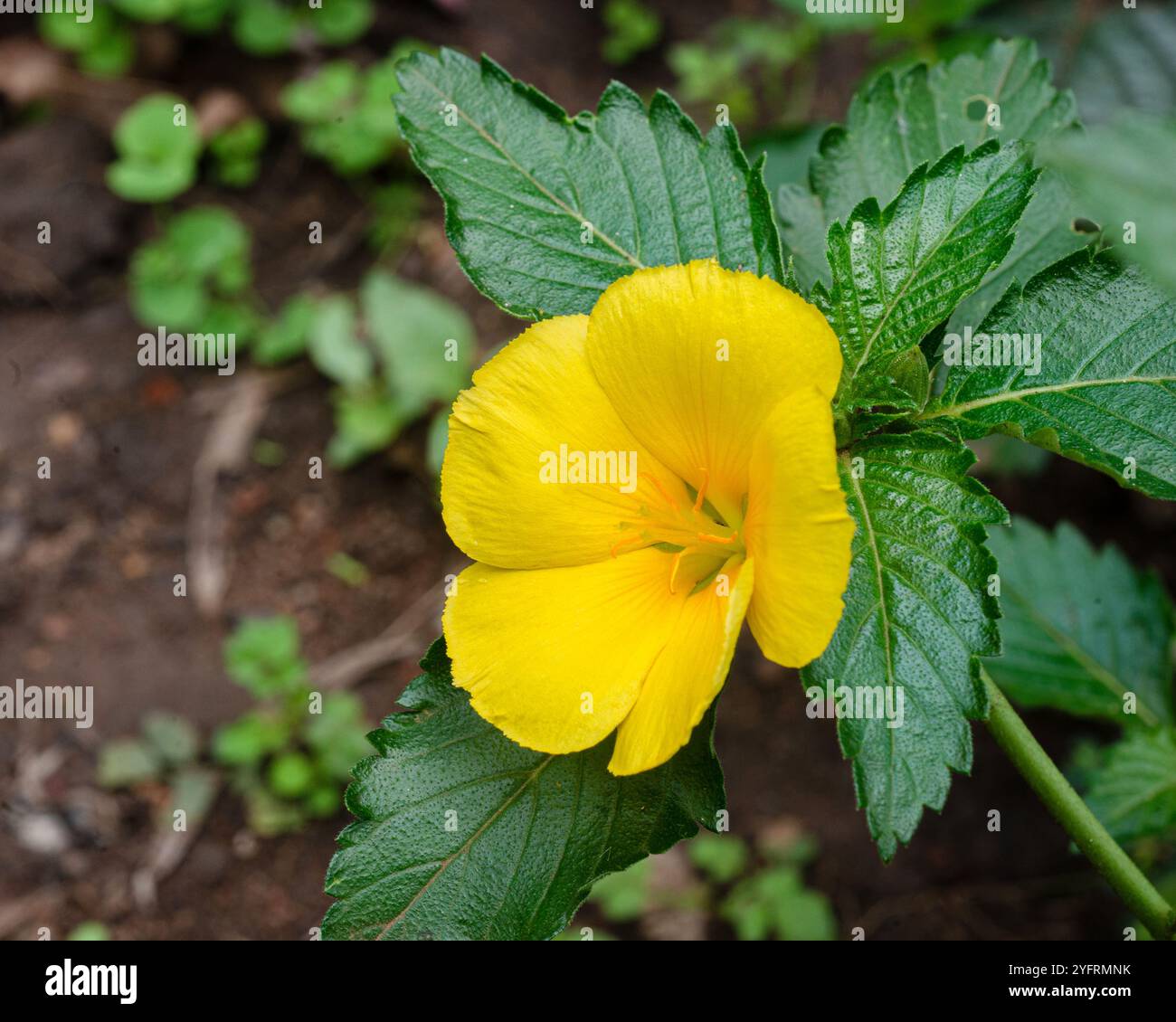 Ramgoat dashalong flower ( Turnera ulmifolia ) - Kampala Uganda Stock ...