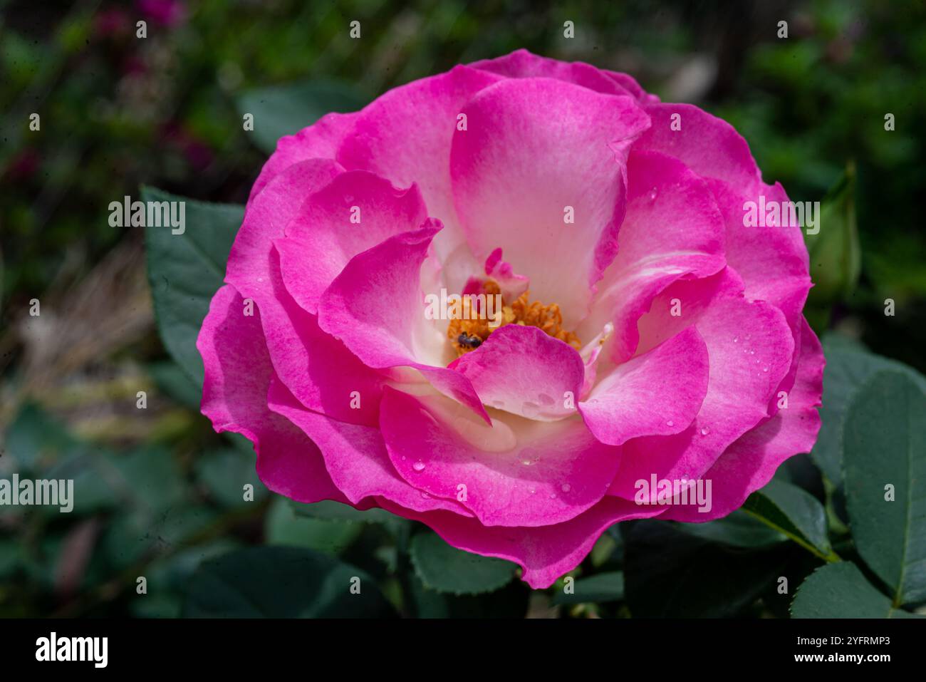 French rose ( Rosa gallica ) - Kampala Uganda Stock Photo - Alamy