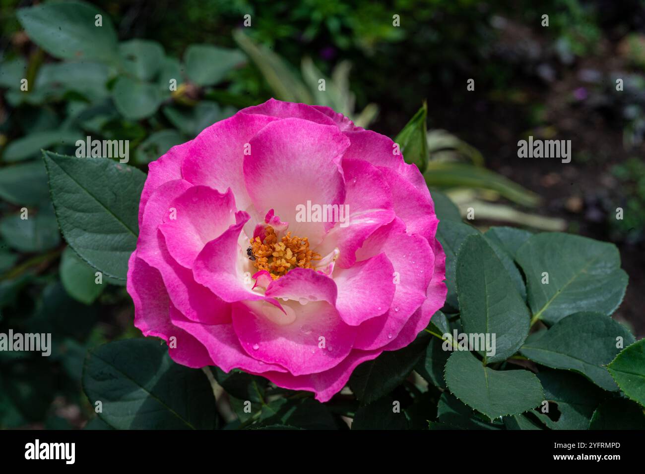 French rose ( Rosa gallica ) - Kampala Uganda Stock Photo - Alamy