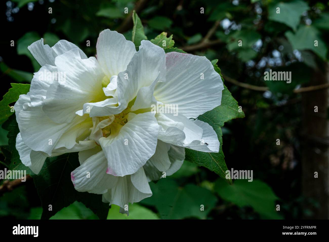 Luckynut flower ( Cascabela thevetia ) - Kampala Uganda Stock Photo - Alamy