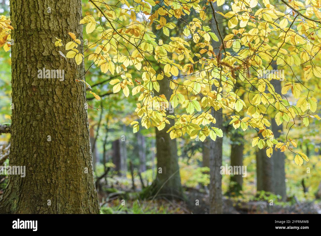 Orange and Yellow Autumn Beech Tree Leaves in clear Forest Stock Photo ...
