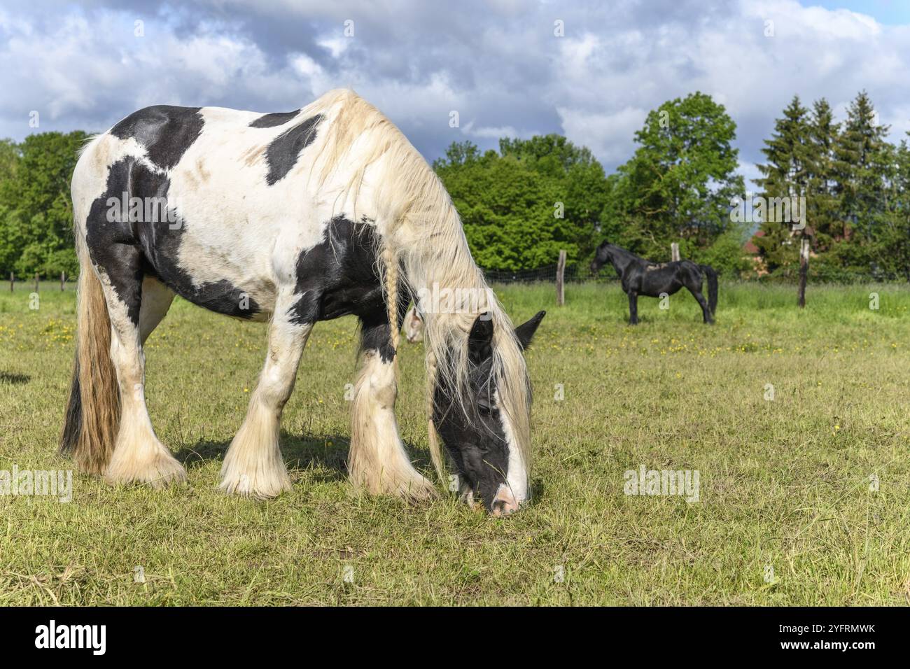 Portrait of an irish cob horse with the mane braided in pigtails ...