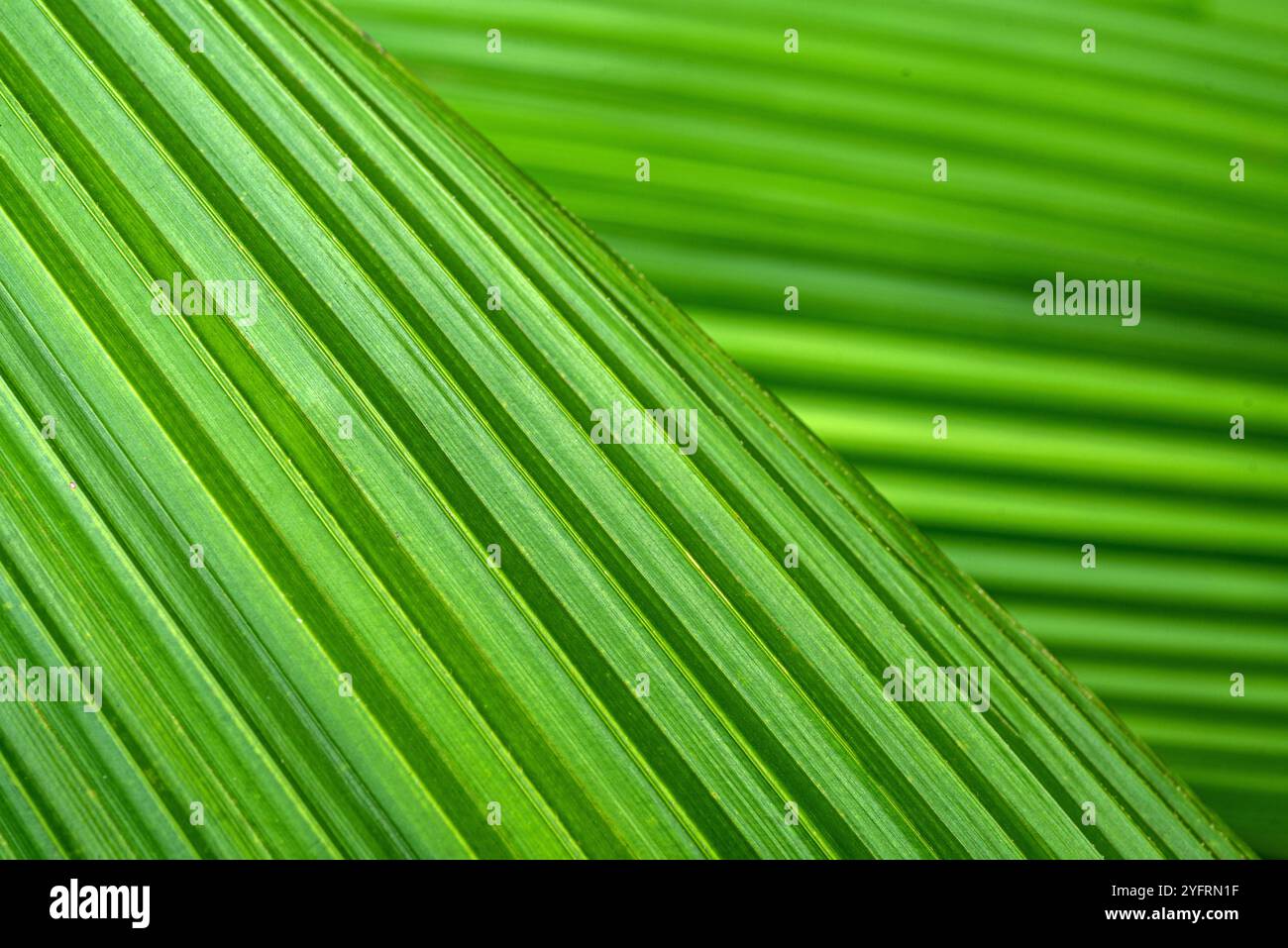 Palm-Grass ( Curculigo capitulata ) - Kampala Uganda Stock Photo - Alamy