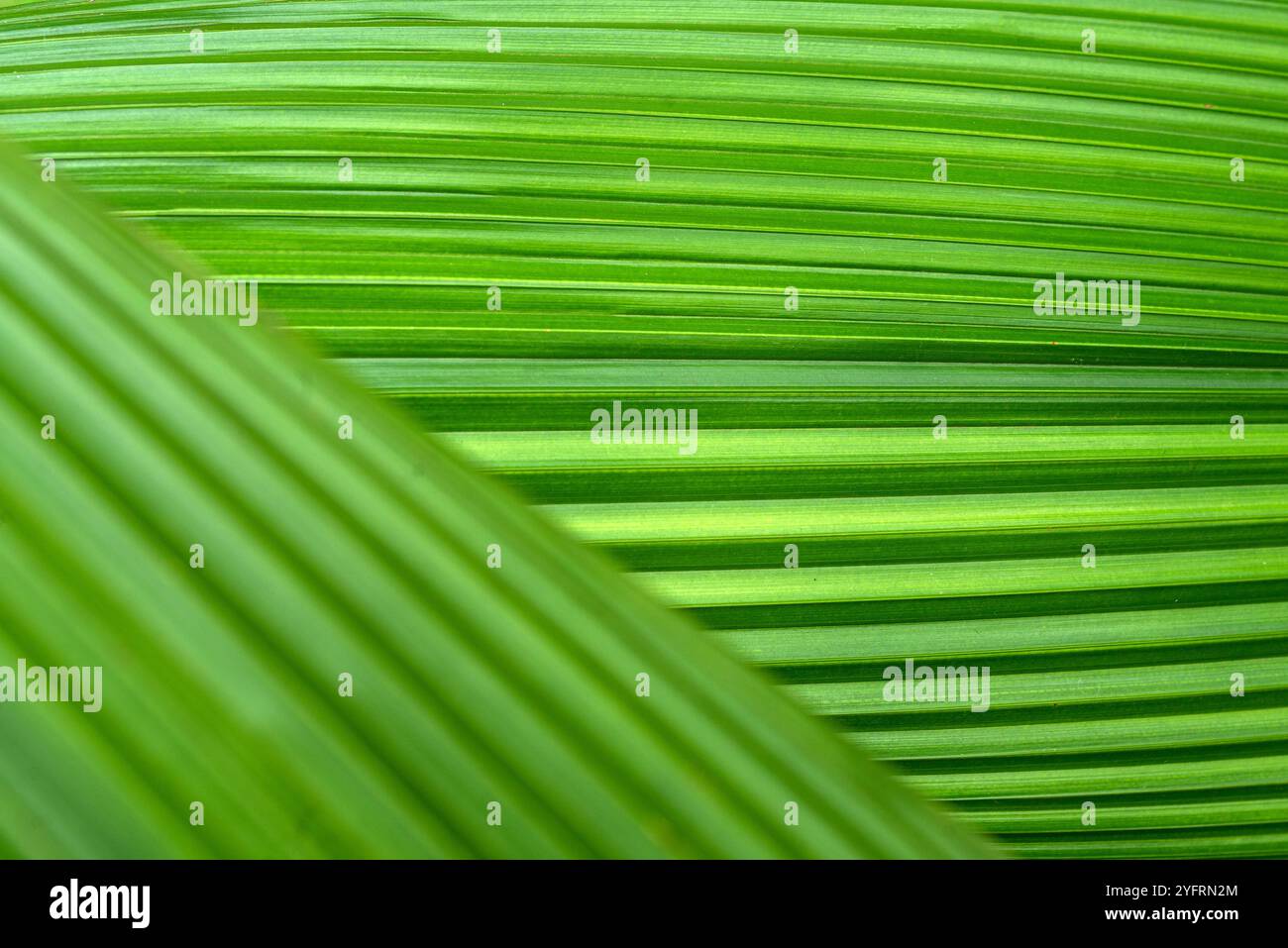 Palm-Grass ( Curculigo capitulata ) - Kampala Uganda Stock Photo - Alamy