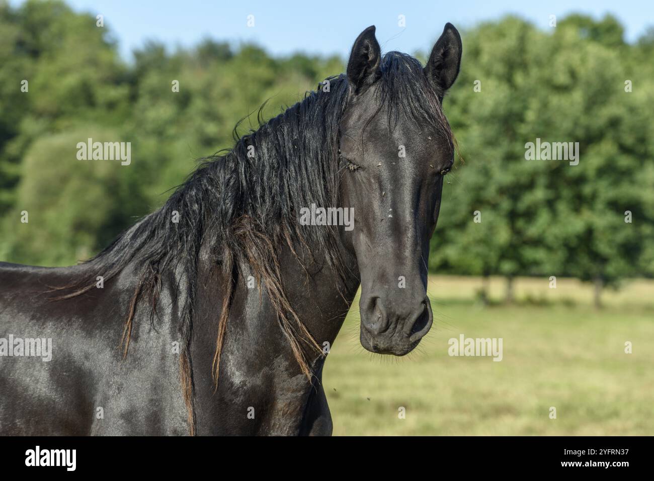 French saddle pony hi-res stock photography and images - Alamy