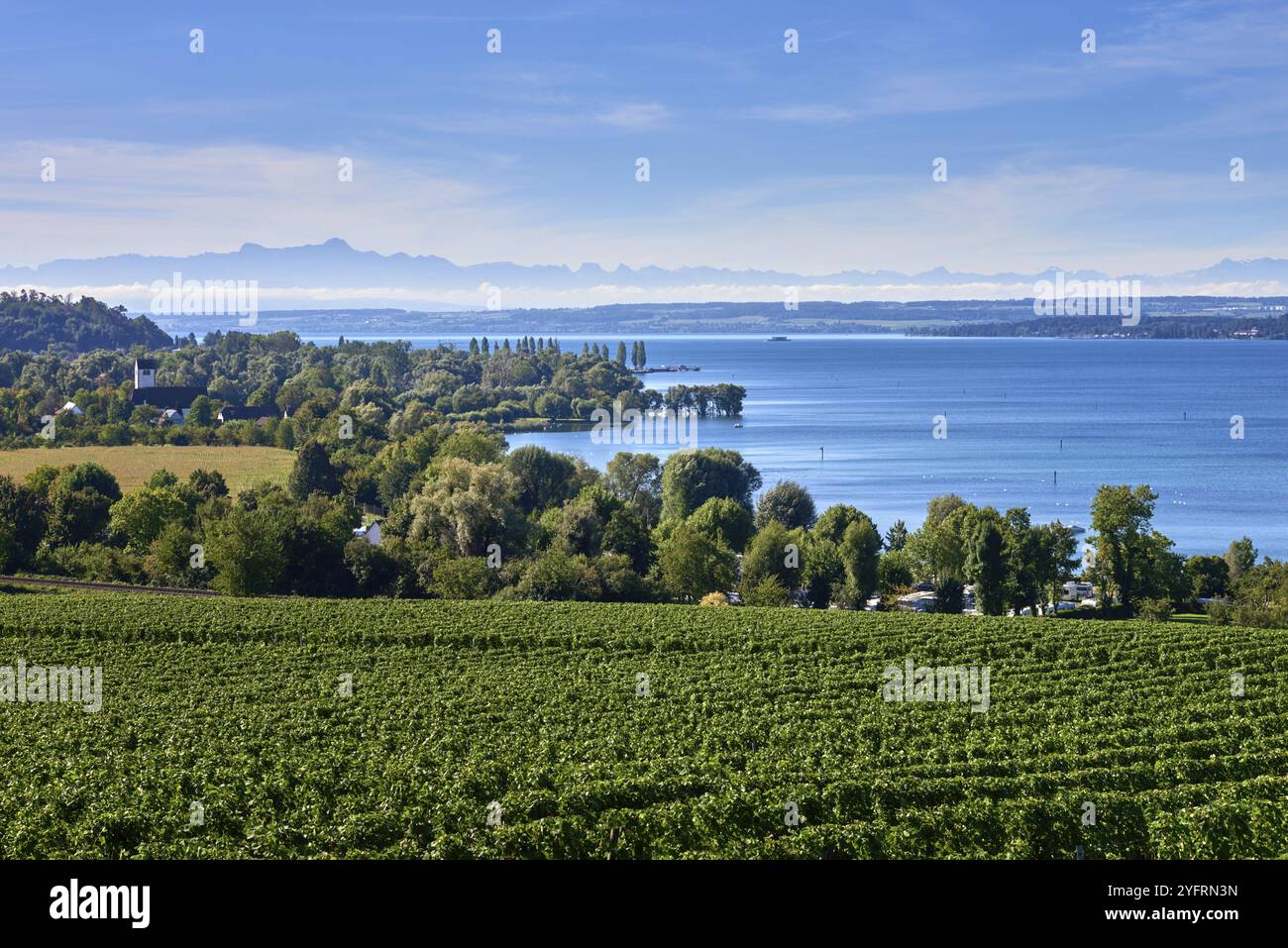 Bodensee Panorama: Alps on the Horizon, Vineyards, and Pastoral Beauty ...