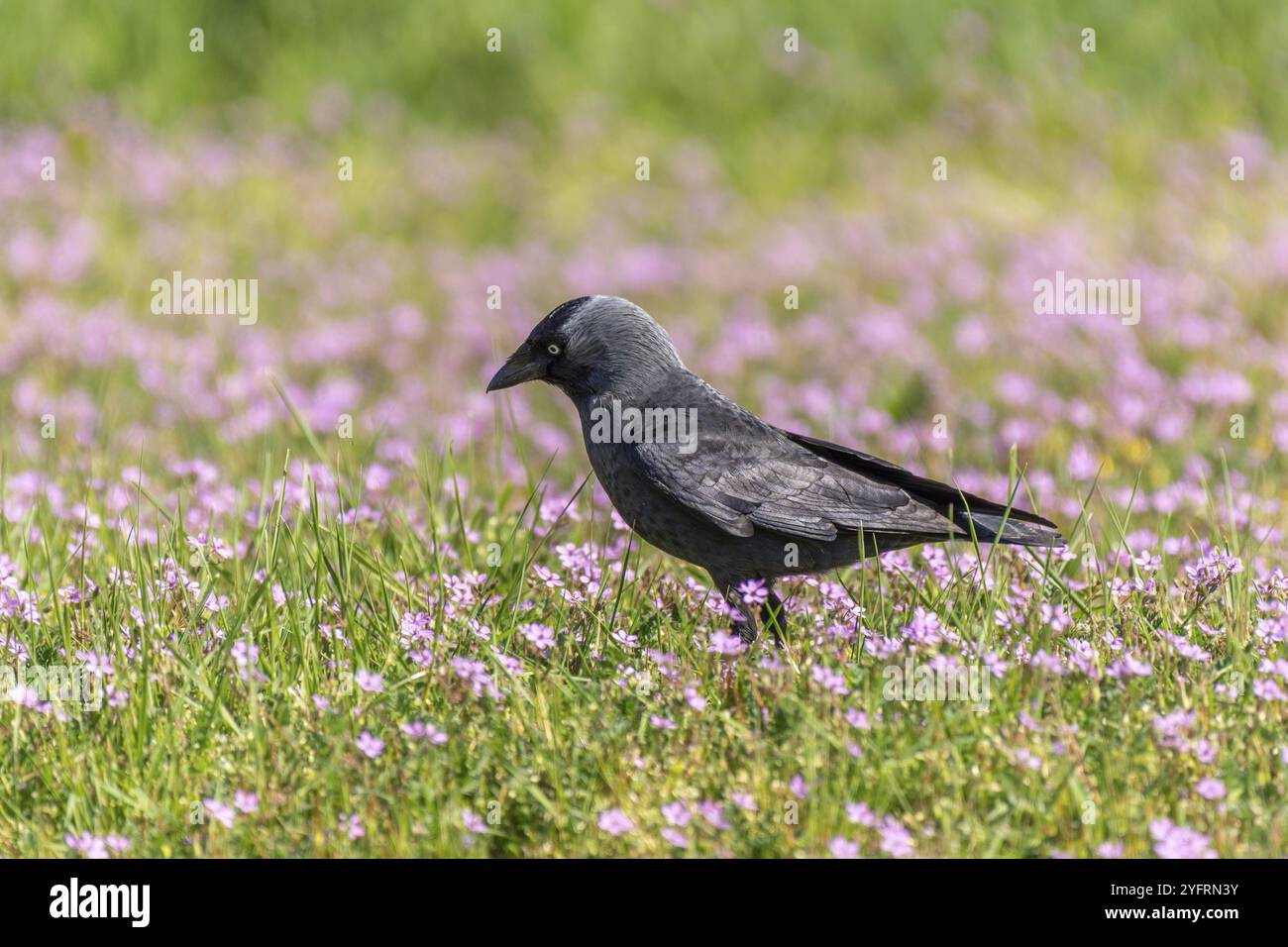 Jackdaw foraging for food in a public garden. Birds of cities. France ...