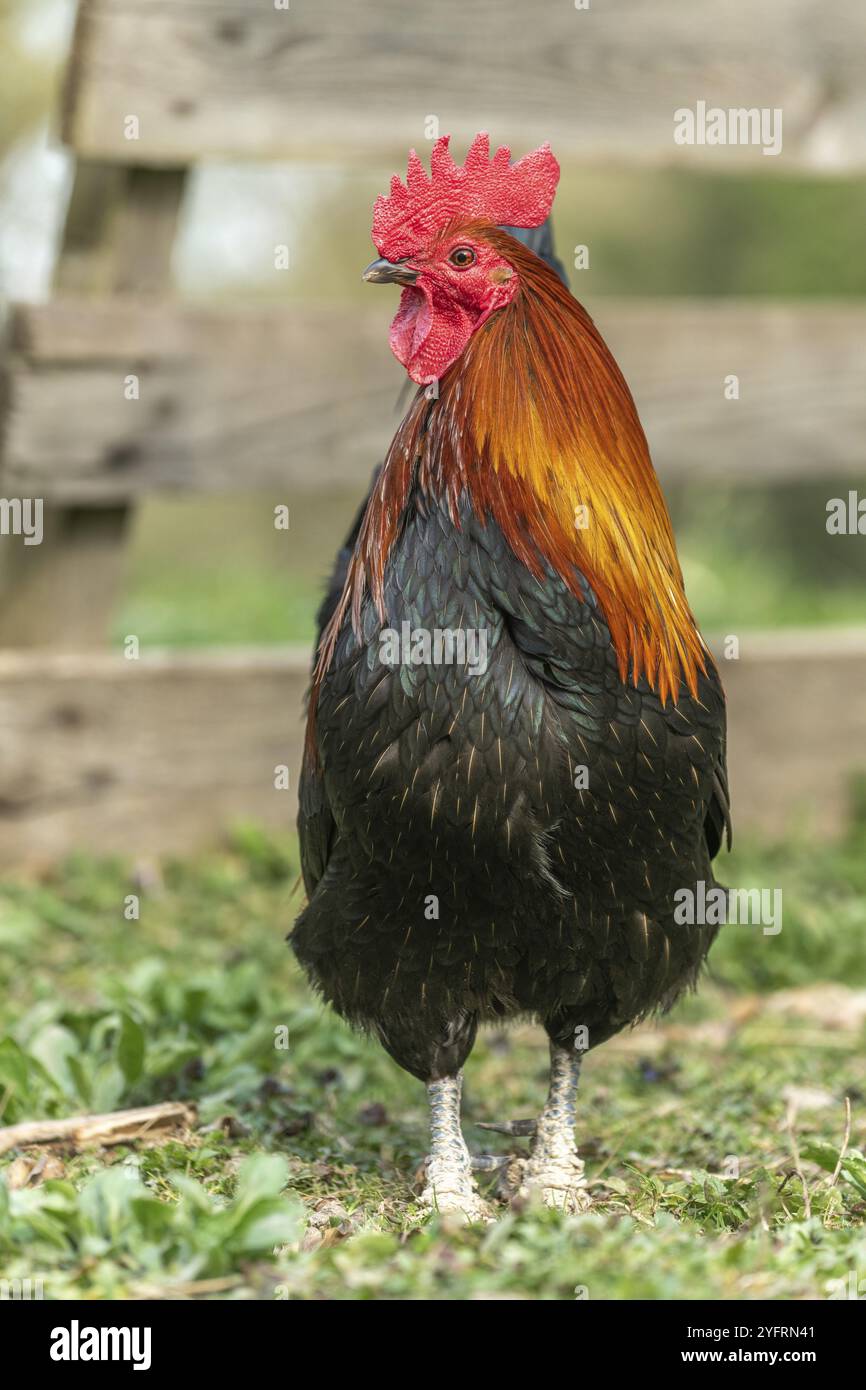 Rooster in a farmyard. Educational Farm, rhinau, alsace, france Stock ...