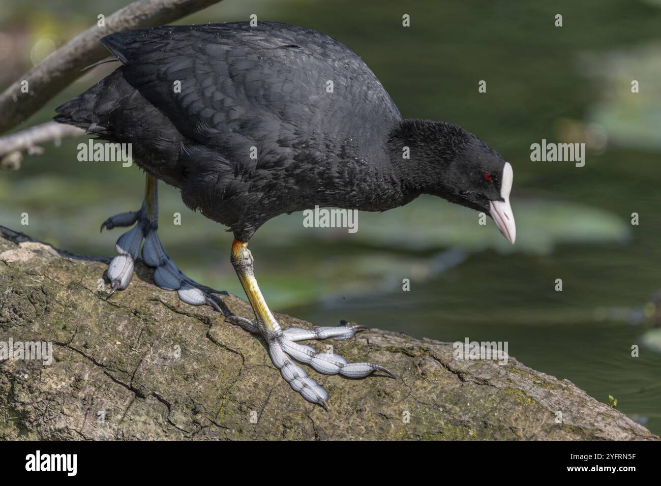 Eurasian coot birds on tree hi-res stock photography and images - Alamy