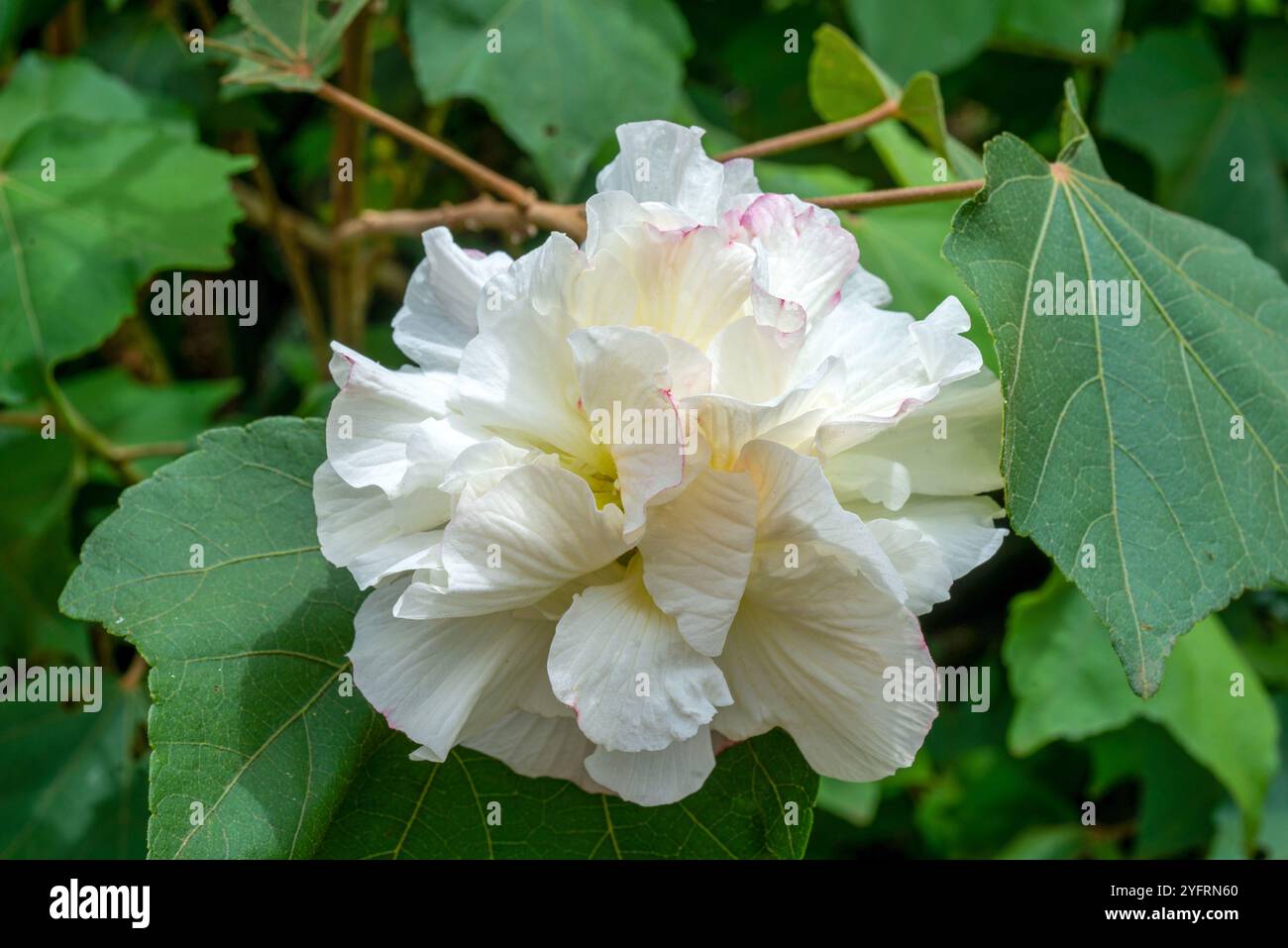 Confederate rose ( Hibiscus mutabilis ) - Kampala Uganda Stock Photo ...