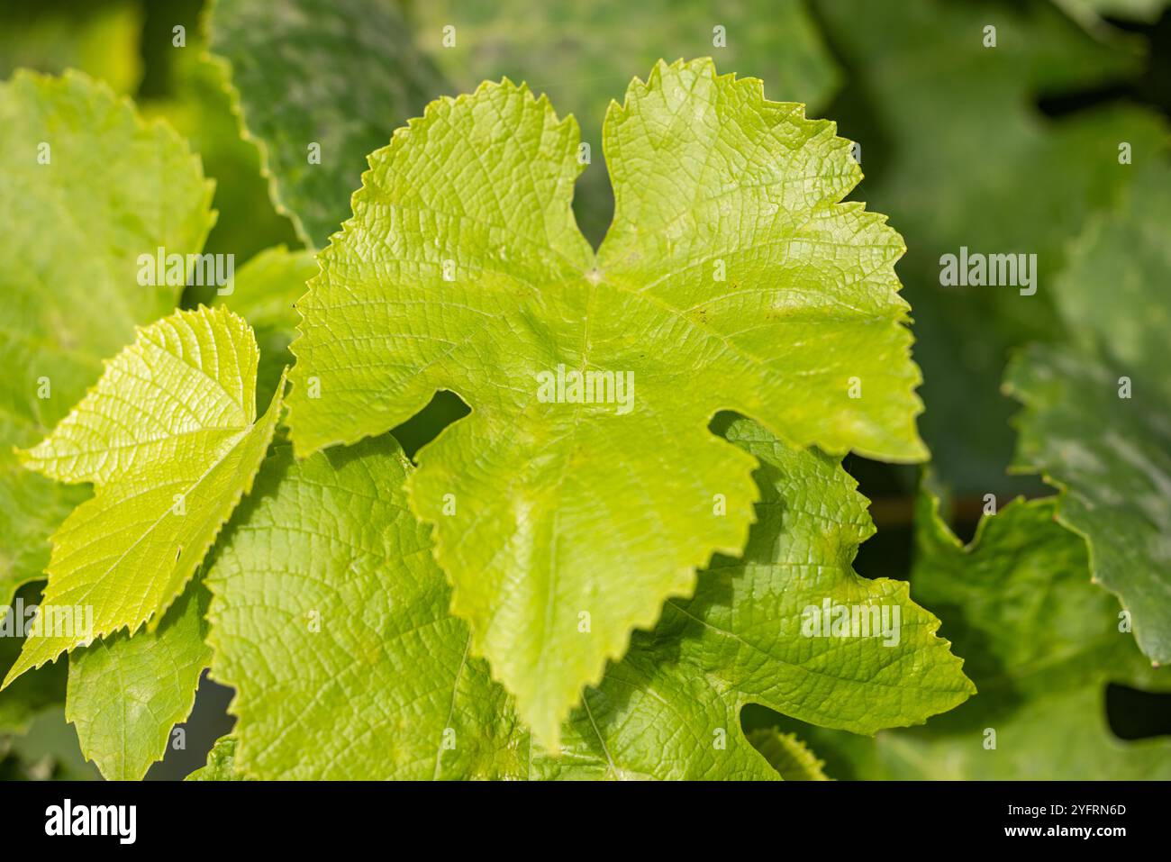 Close-up of vibrant green grape leaves thriving on a vine, showcasing ...
