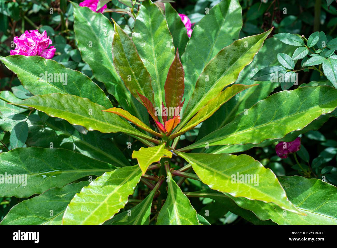Rose cactus Rose cactus ( Pereskia grandifolia ) - Kampala Uganda Stock ...