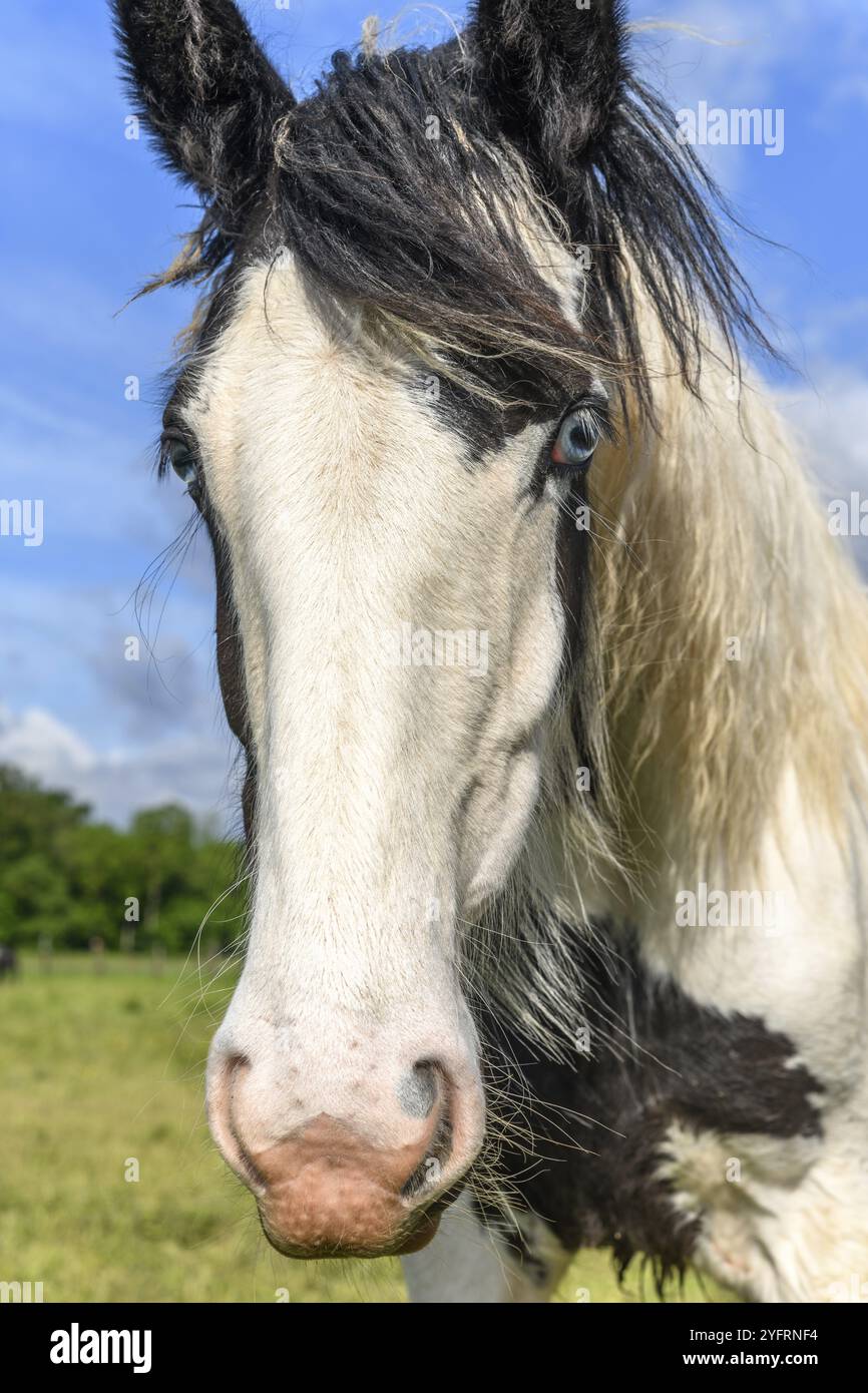 Portrait of an irish cob horse with blue eyes. Pasture of the French ...