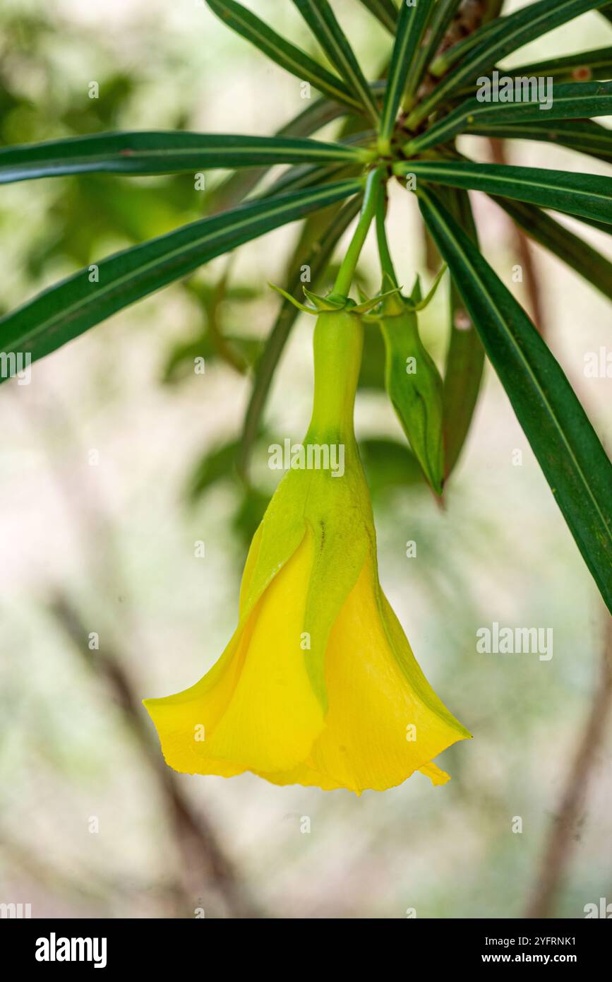 Luckynut flower ( Cascabela thevetia ) - Kampala Uganda Stock Photo - Alamy