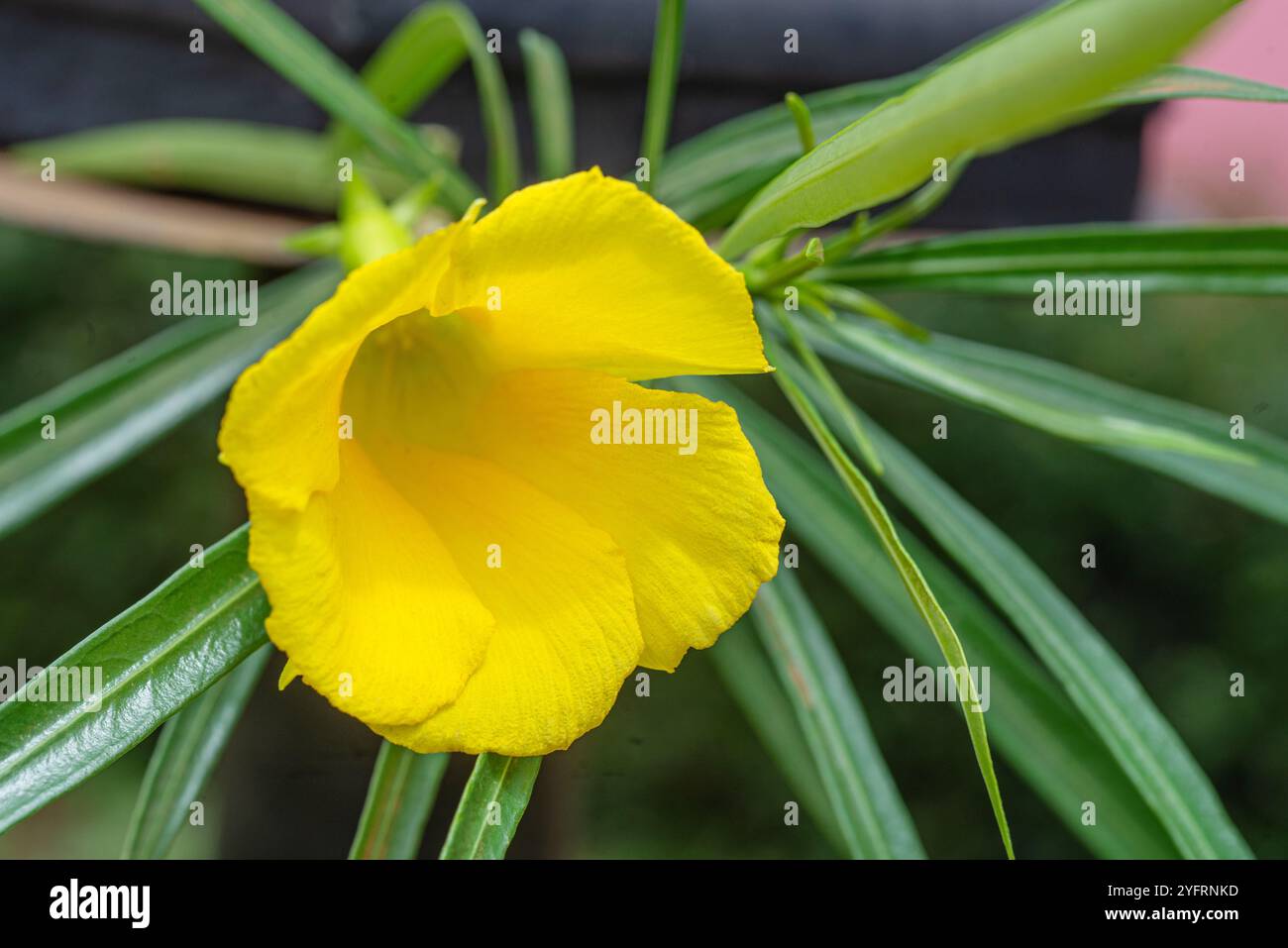 Luckynut flower ( Cascabela thevetia ) - Kampala Uganda Stock Photo - Alamy