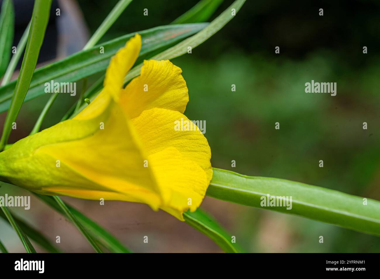 Luckynut flower ( Cascabela thevetia ) - Kampala Uganda Stock Photo - Alamy
