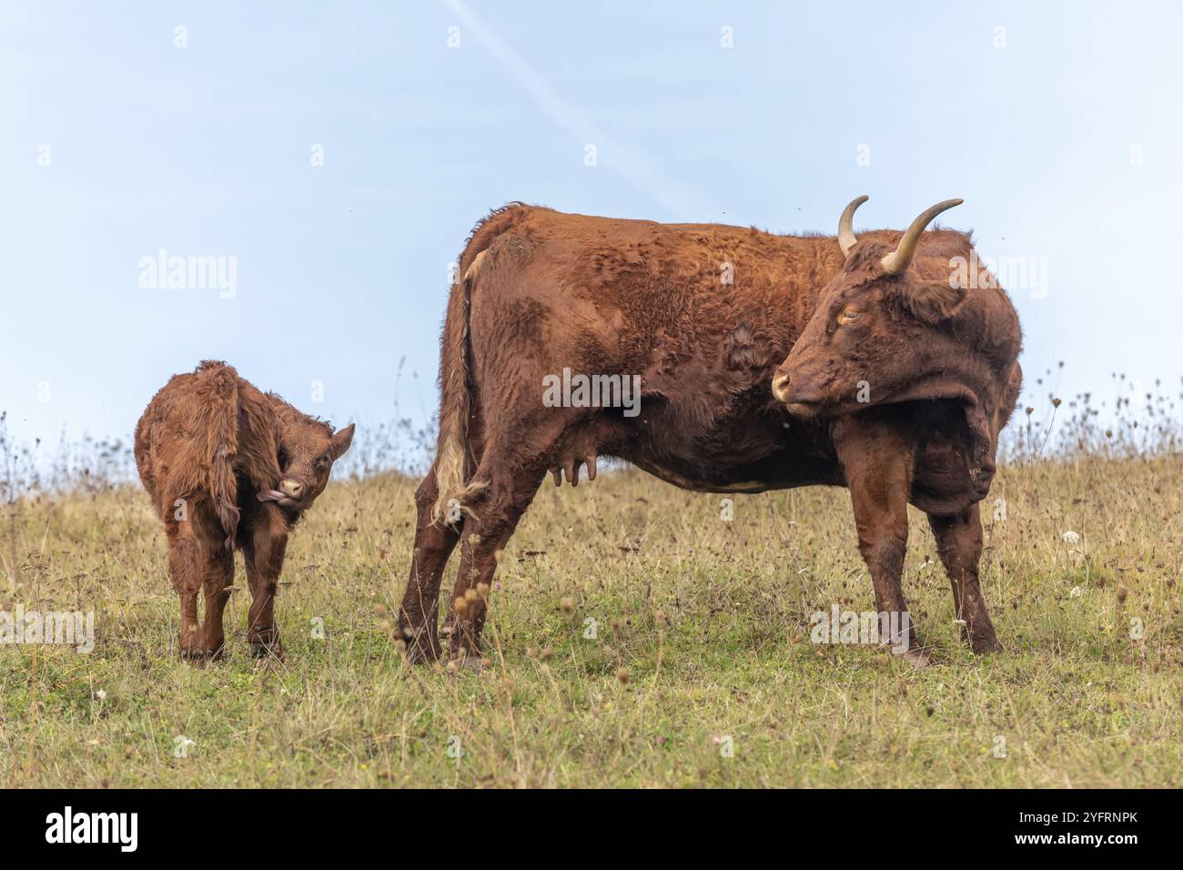 Salers cow taking care of her calf. Vosges, France, Europe Stock Photo ...