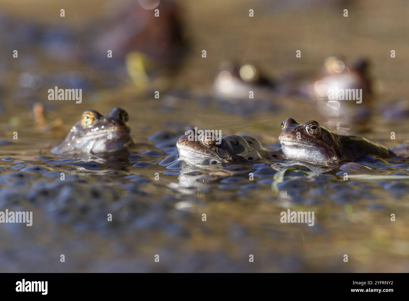 Common frogs laying eggs in a marsh in early spring Stock Photo - Alamy