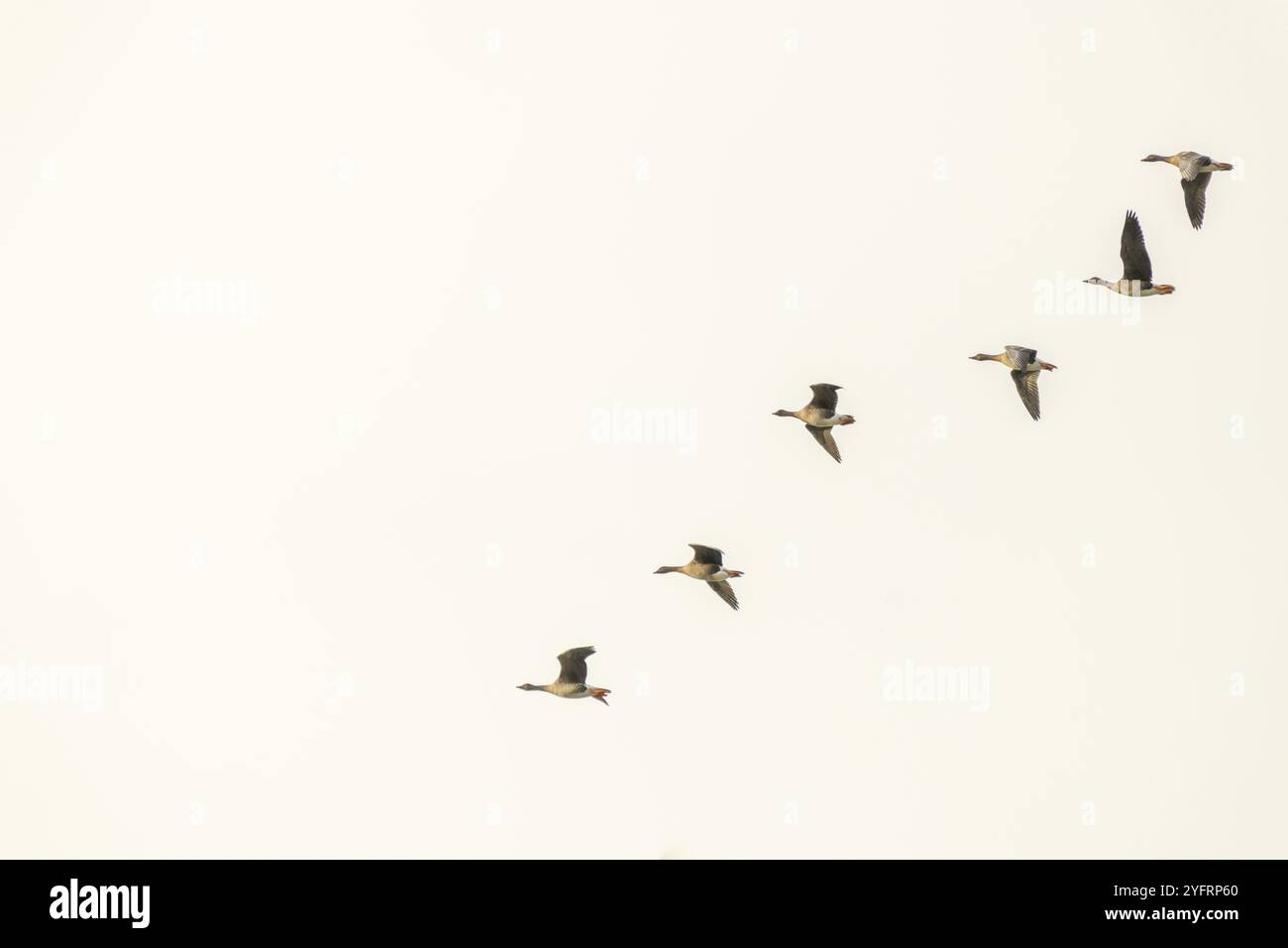 Group of wild geese in flight over the plain, Taiga Bean Goose Stock ...