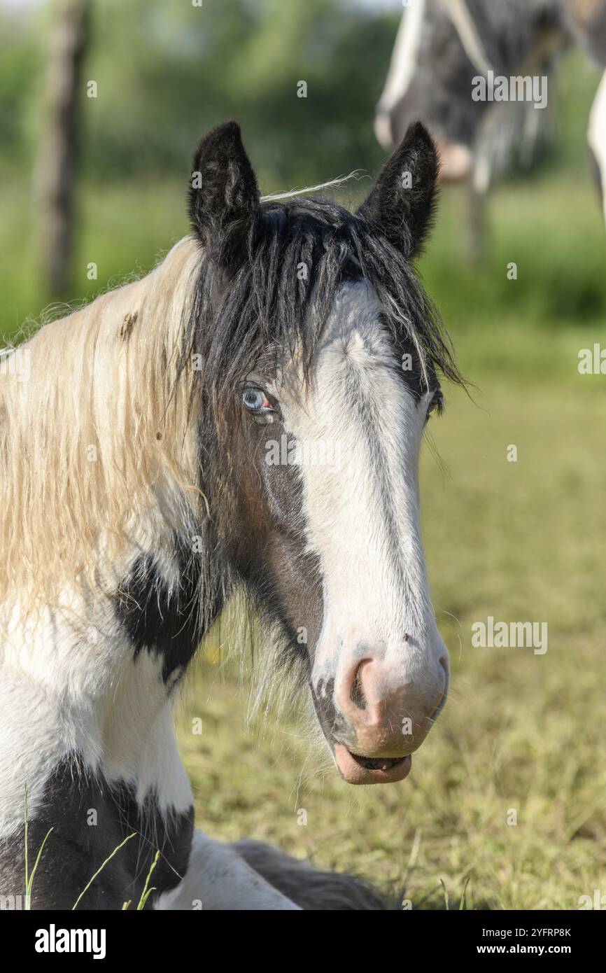 Portrait of an irish cob horse with blue eyes. Pasture of the French ...