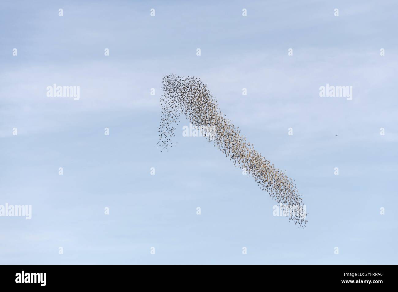 Cloud of starlings sublime choreography starlings birds followed by a raptor. France Stock Photo ...