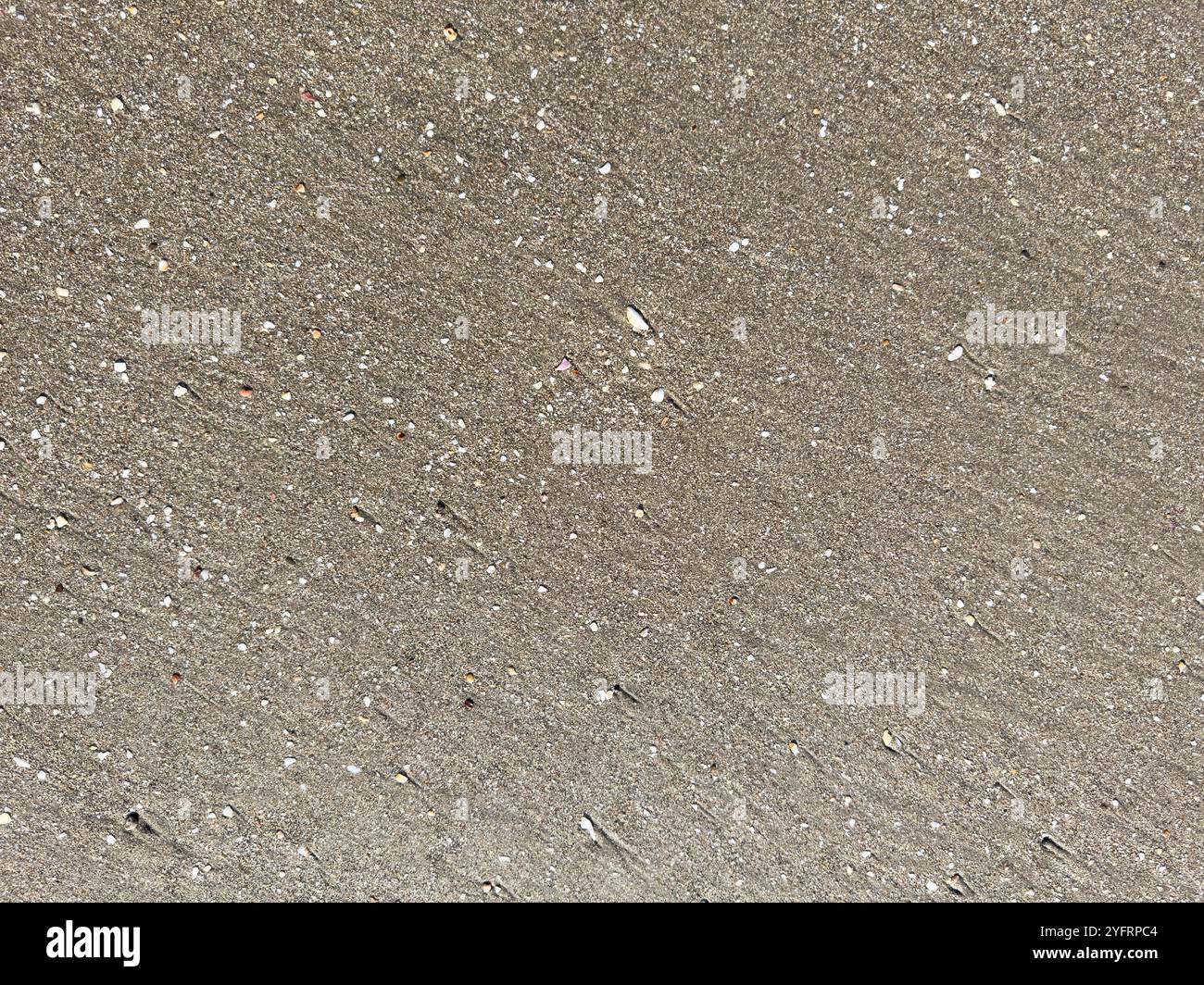 Background wet sand shell hi-res stock photography and images - Alamy