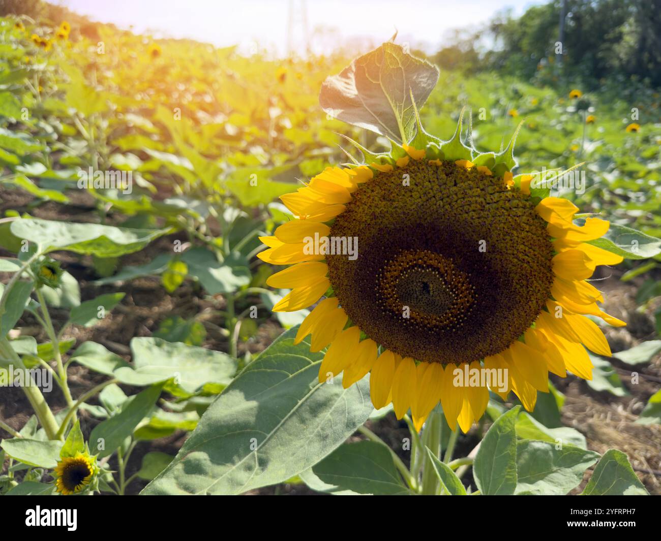 Growing big sunflower plant on green sunny field background Stock Photo ...