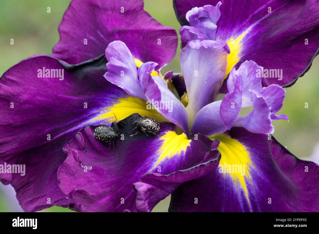 Iris ensata "Eileen's Dream" two beetle Stock Photo - Alamy
