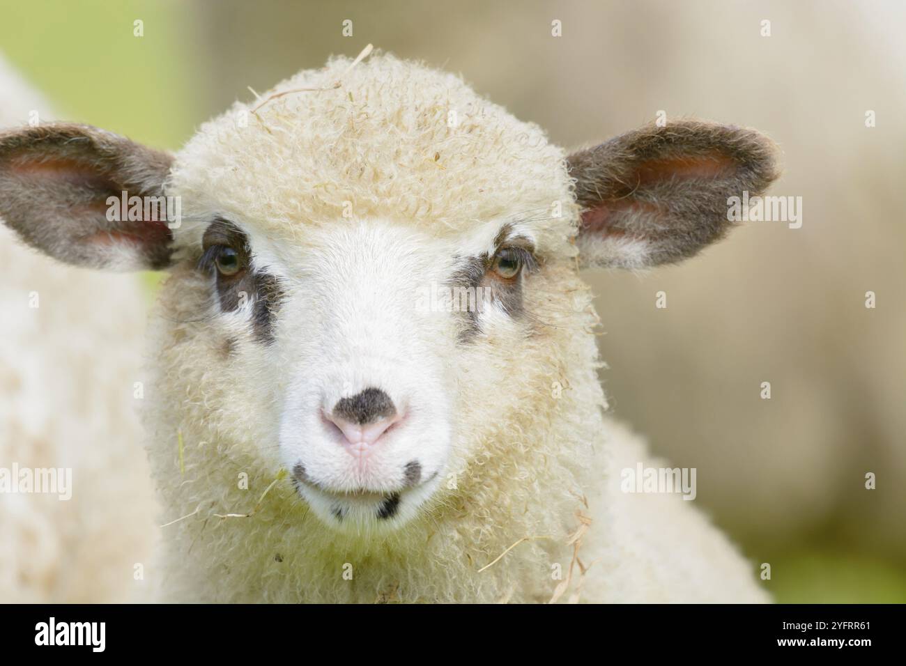 Portrait of a lamb with brown spots around the eyes. Alsace, France ...