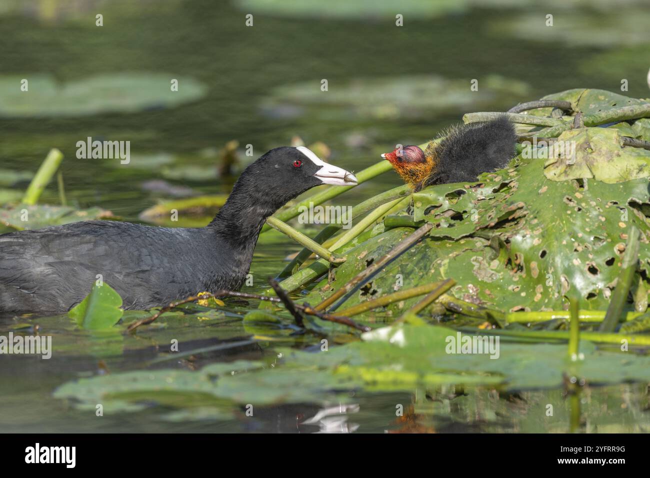 Eurasian Coot (Fulica atra) coming to feed its chicks. Bas Rhin, Alsace ...