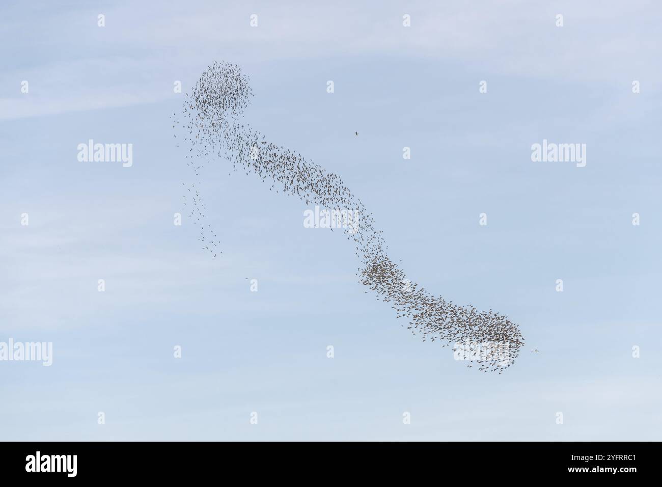 Cloud of starlings sublime choreography starlings birds followed by a raptor. France Stock Photo ...
