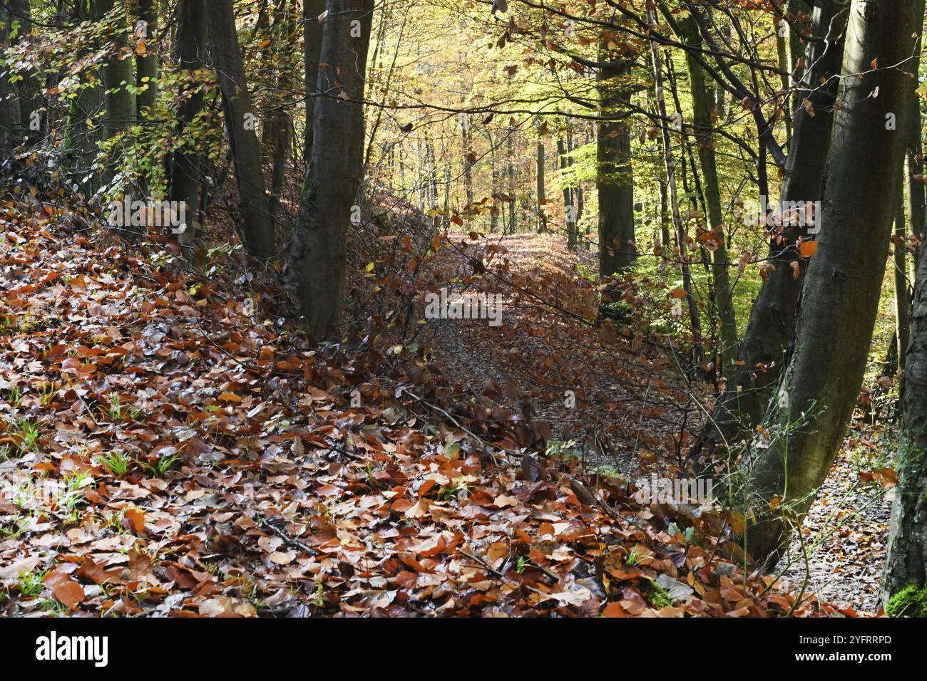 DEU, Germany, Iserlohn: The autumn colours enchant the forest in the ...