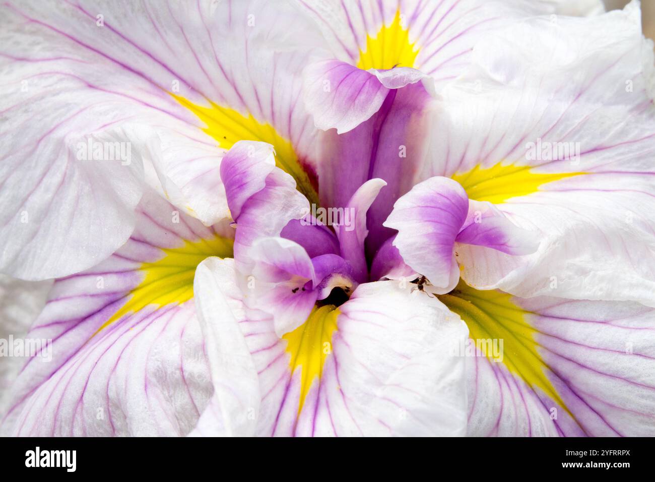 Japanese Iris ensata "Greywoods Catrina" Iris detail of the flower ...