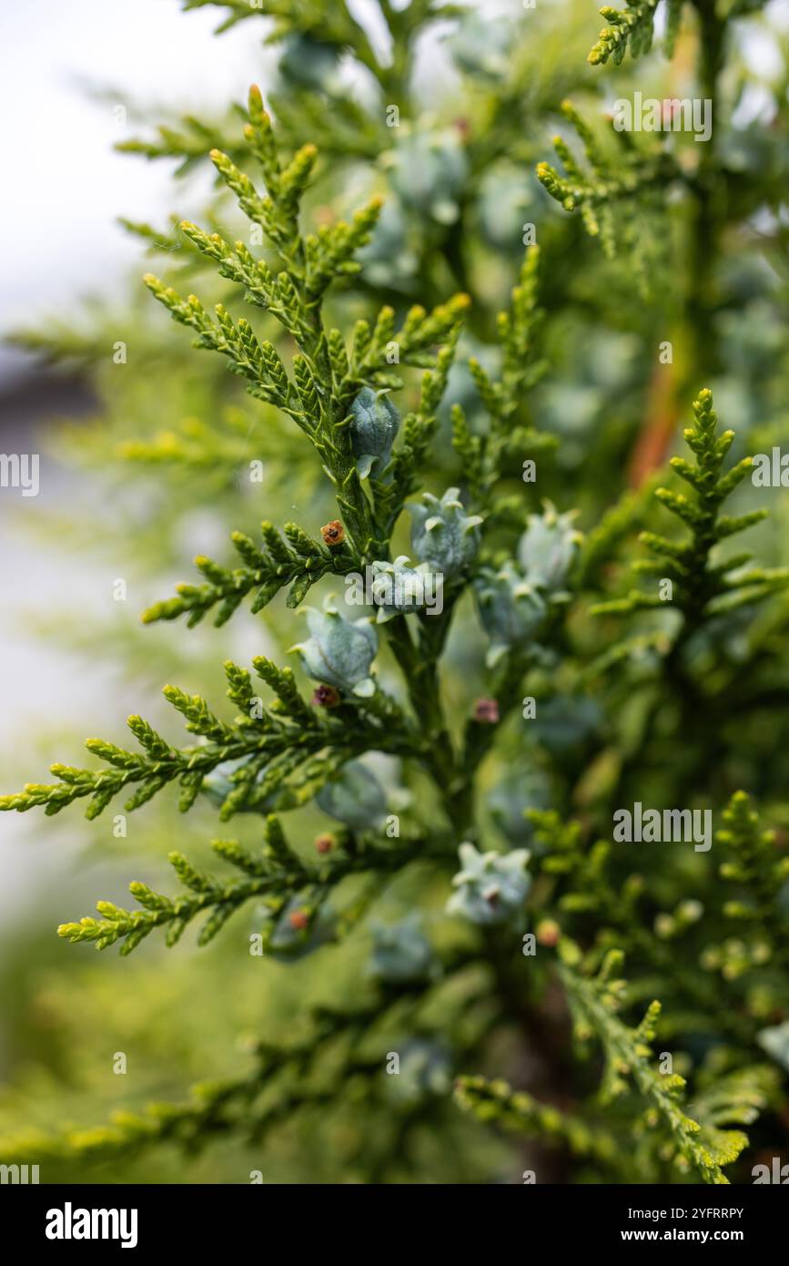 Close-up of a lawsoniana cypress tree branch displaying vibrant green ...