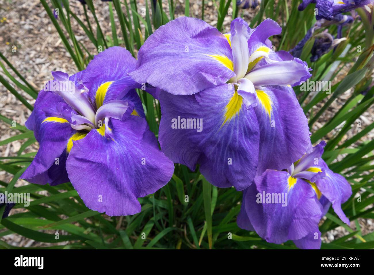 Japanese iris ensata irises hanashobu iris kaempferi iridaceae hi-res ...