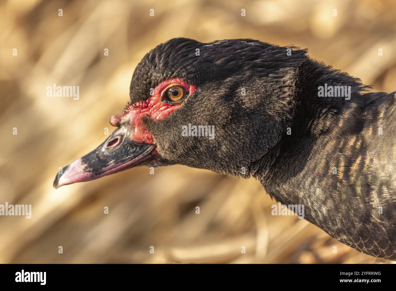 A portrait of a muscovy duck, a species of Geese also known as barbary ...