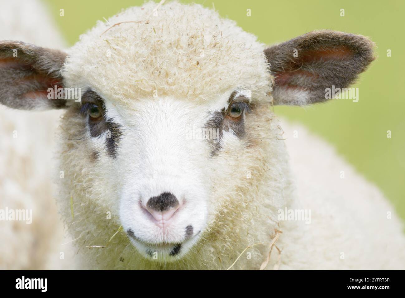 Portrait of a lamb with brown spots around the eyes. Alsace, France ...