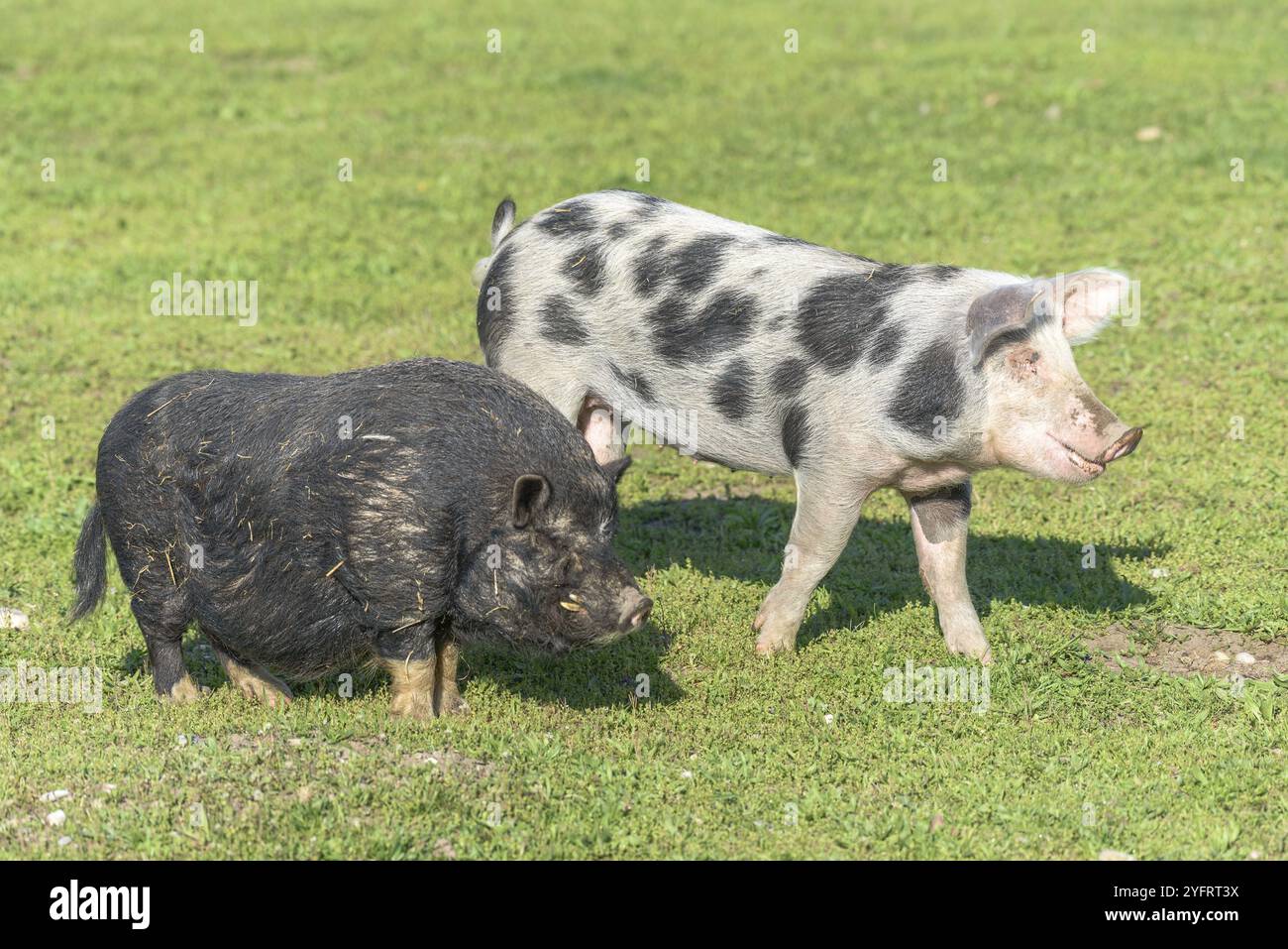 Dwarf pig in a pen in the spring. Alsace, France, Europe Stock Photo ...