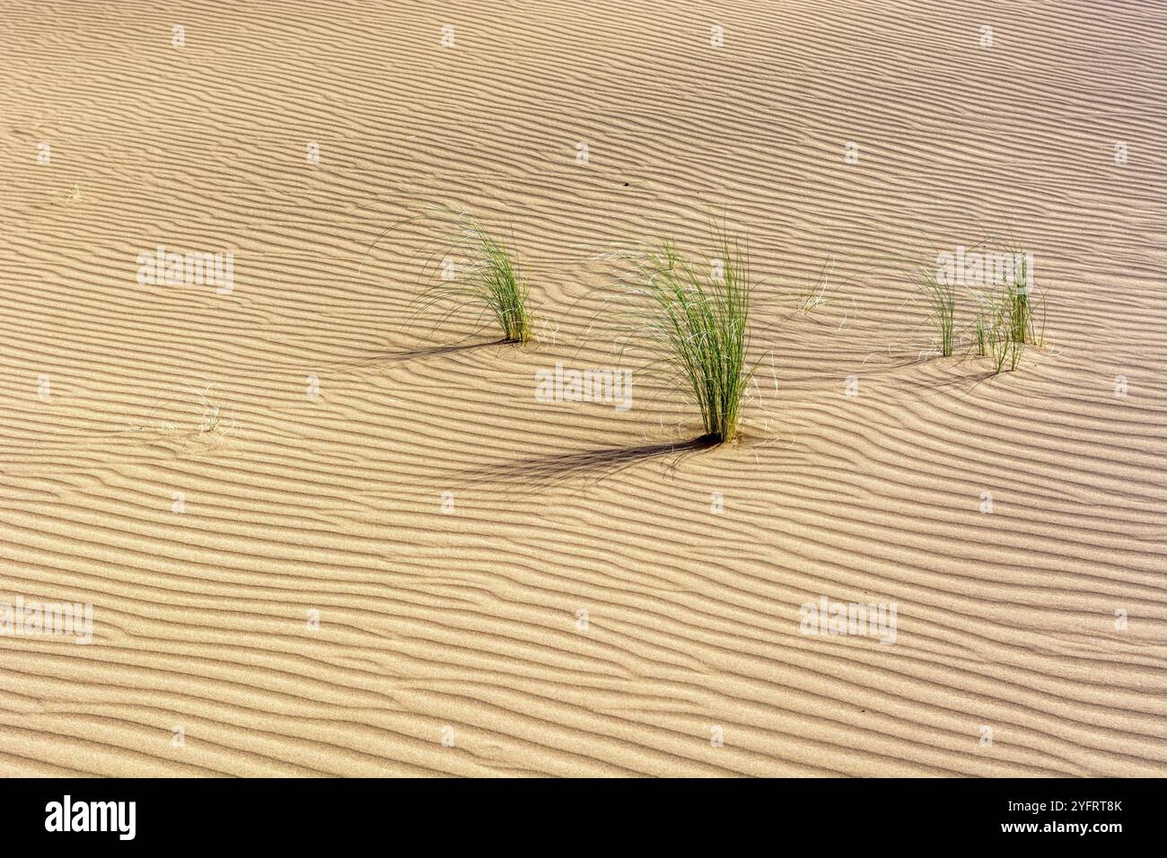 Drinn grass (Stipagrostis pungens) in the sand dunes of the Erg Chebbi ...