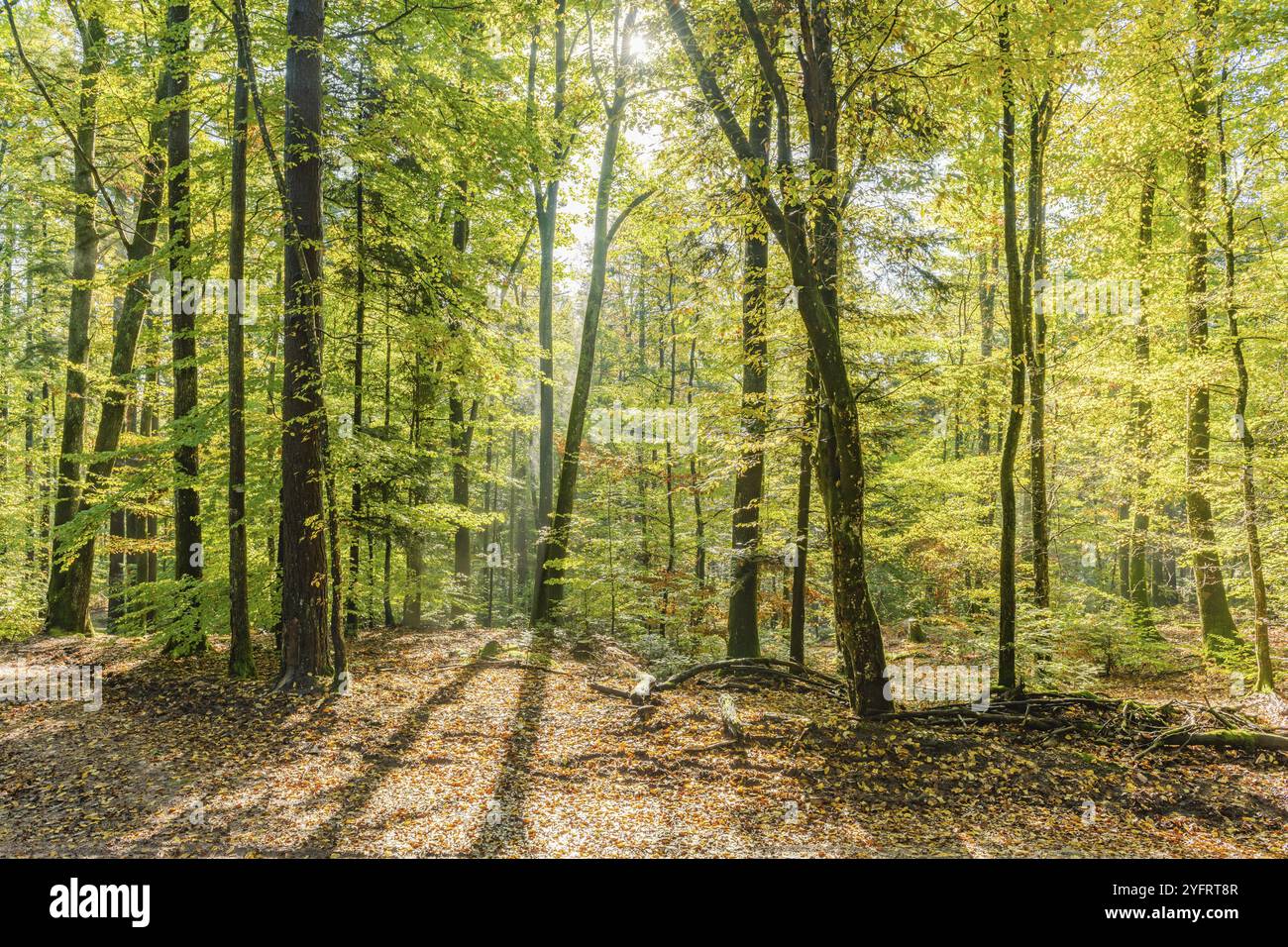 Alsace mountain in autumn hi-res stock photography and images - Alamy