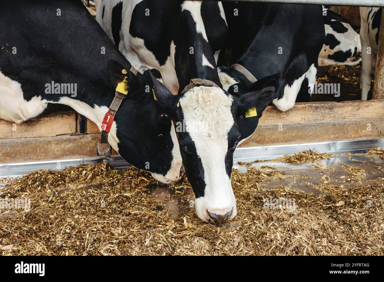 Calf cow in cage, caring on bio farm farming, feed hay grass silage ...