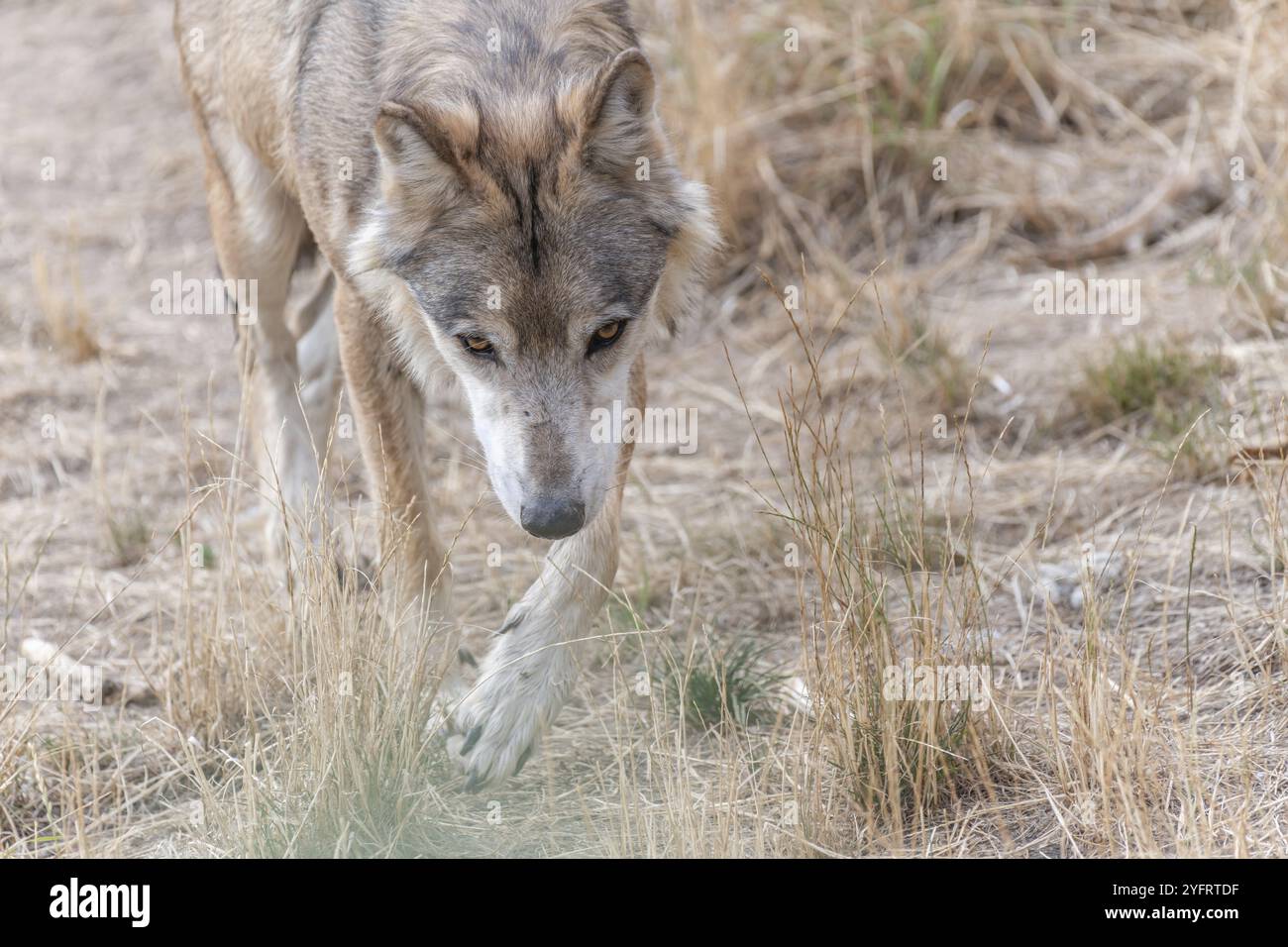 Mongolian wolf (Canis lupus chanco) in Gevaudan Park. Marvejols ...