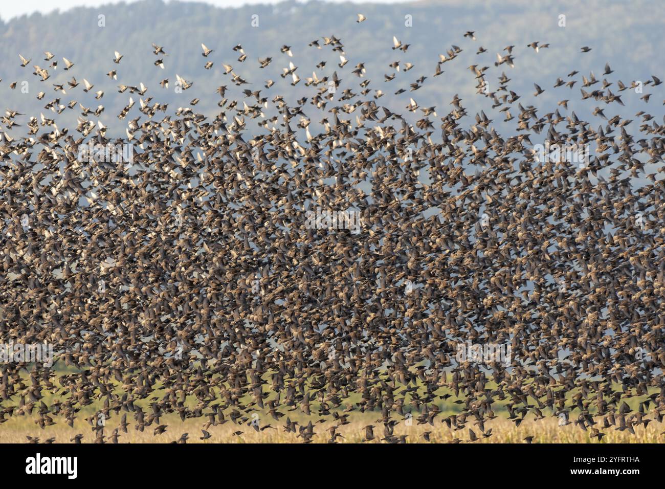 Cloud of starlings. Thousands of starlings synchronize their flight in autumn. France Stock ...
