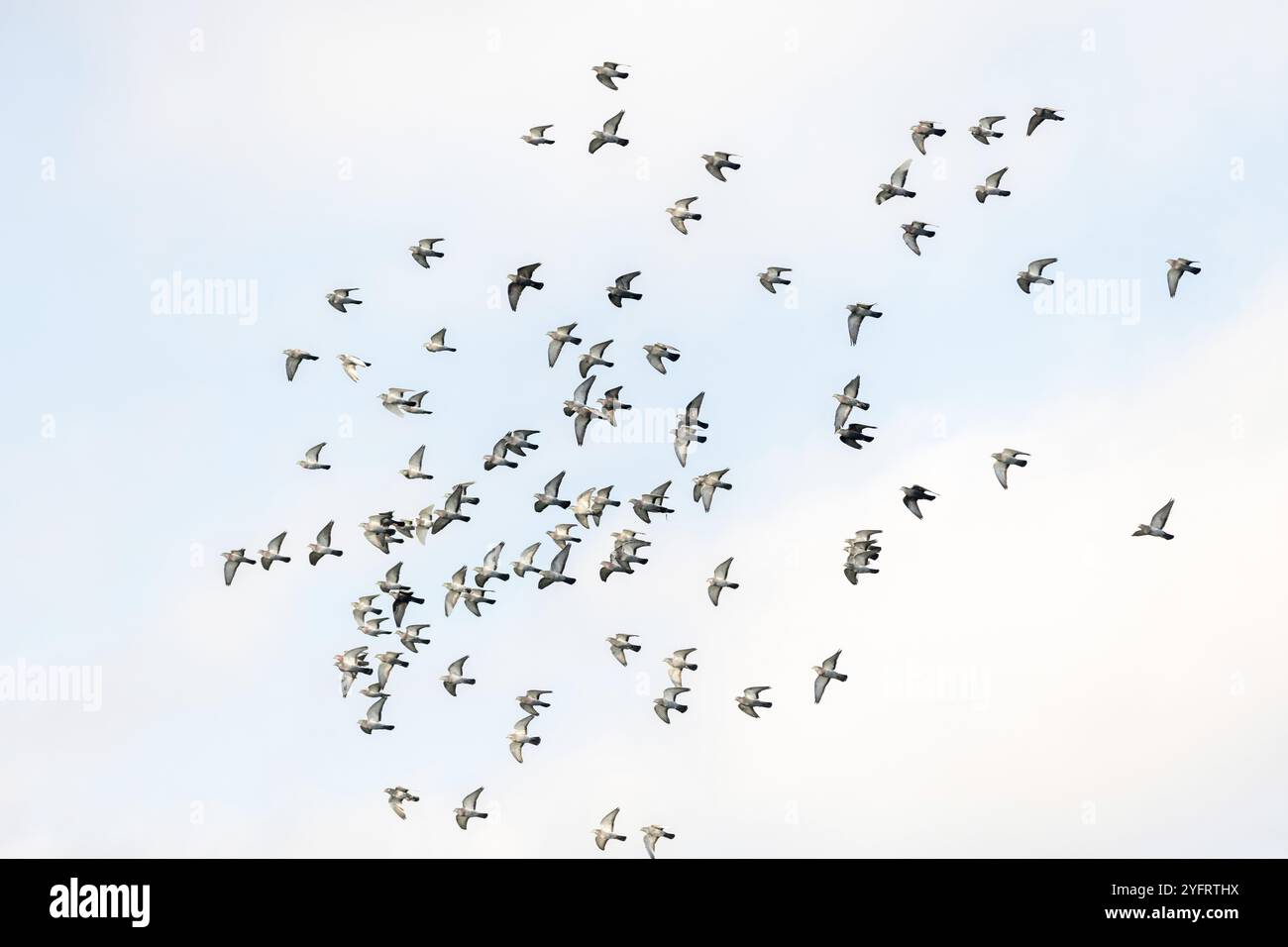Common pigeons flying in groups to flee a hawk. France Stock Photo - Alamy