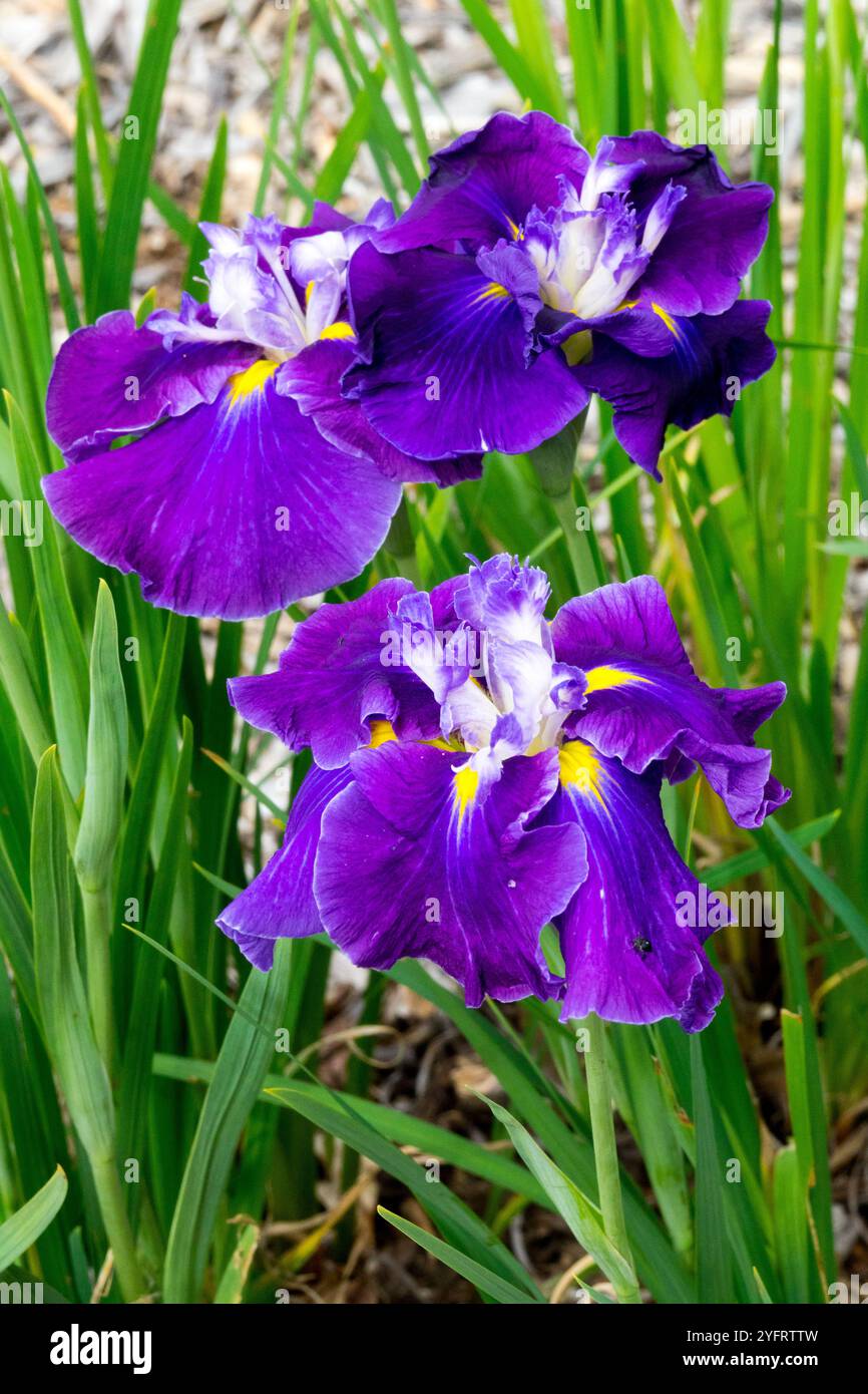 Irises at a water edge hi-res stock photography and images - Alamy