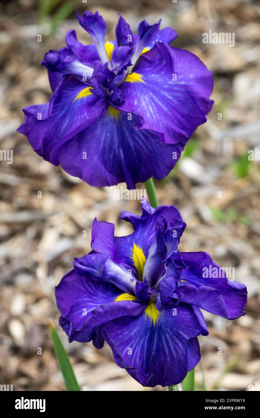 Beautiful blue Iris ensata "Electric Glow" Iris portrait flower Stock Photo - Alamy