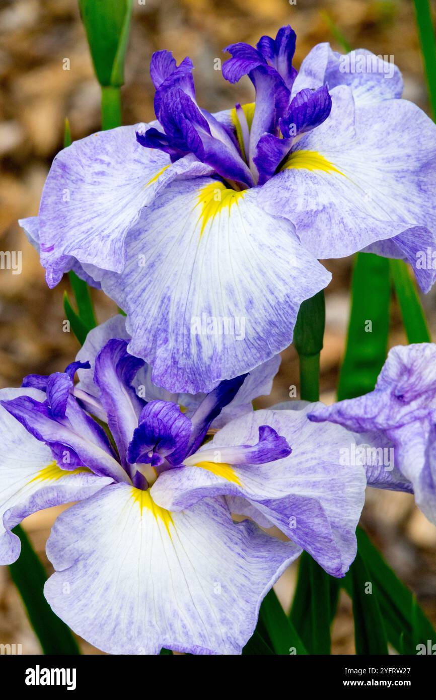 Japanese ornamental crest hi-res stock photography and images - Alamy