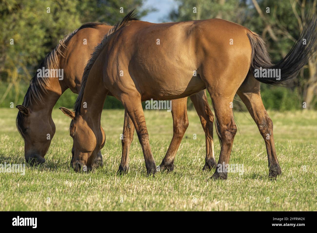 Horses in a pasture in the French countryside in spring Stock Photo - Alamy