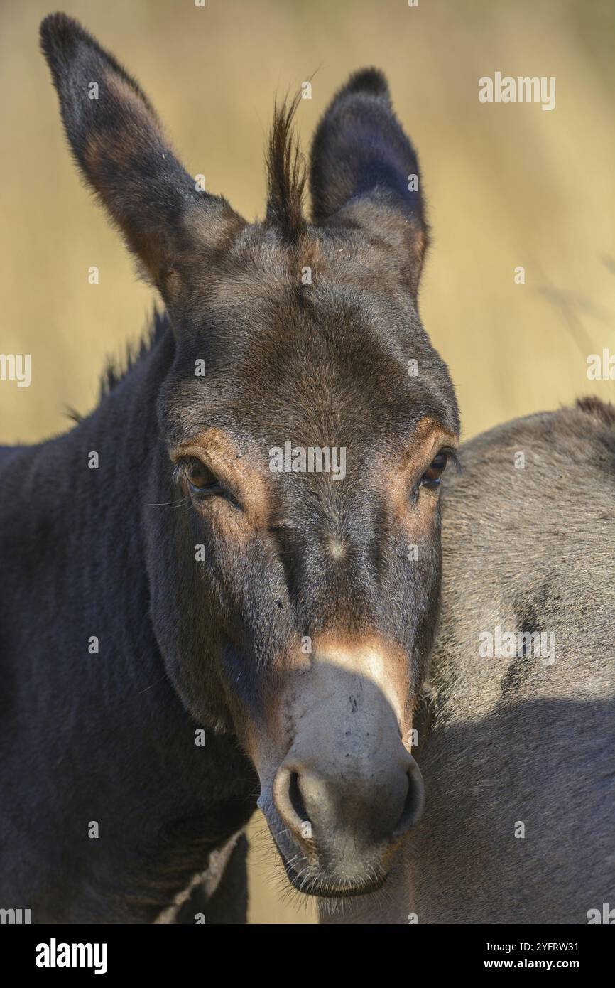 Portrait of a donkey in pasture in summer. Alsace, France, Europe Stock ...